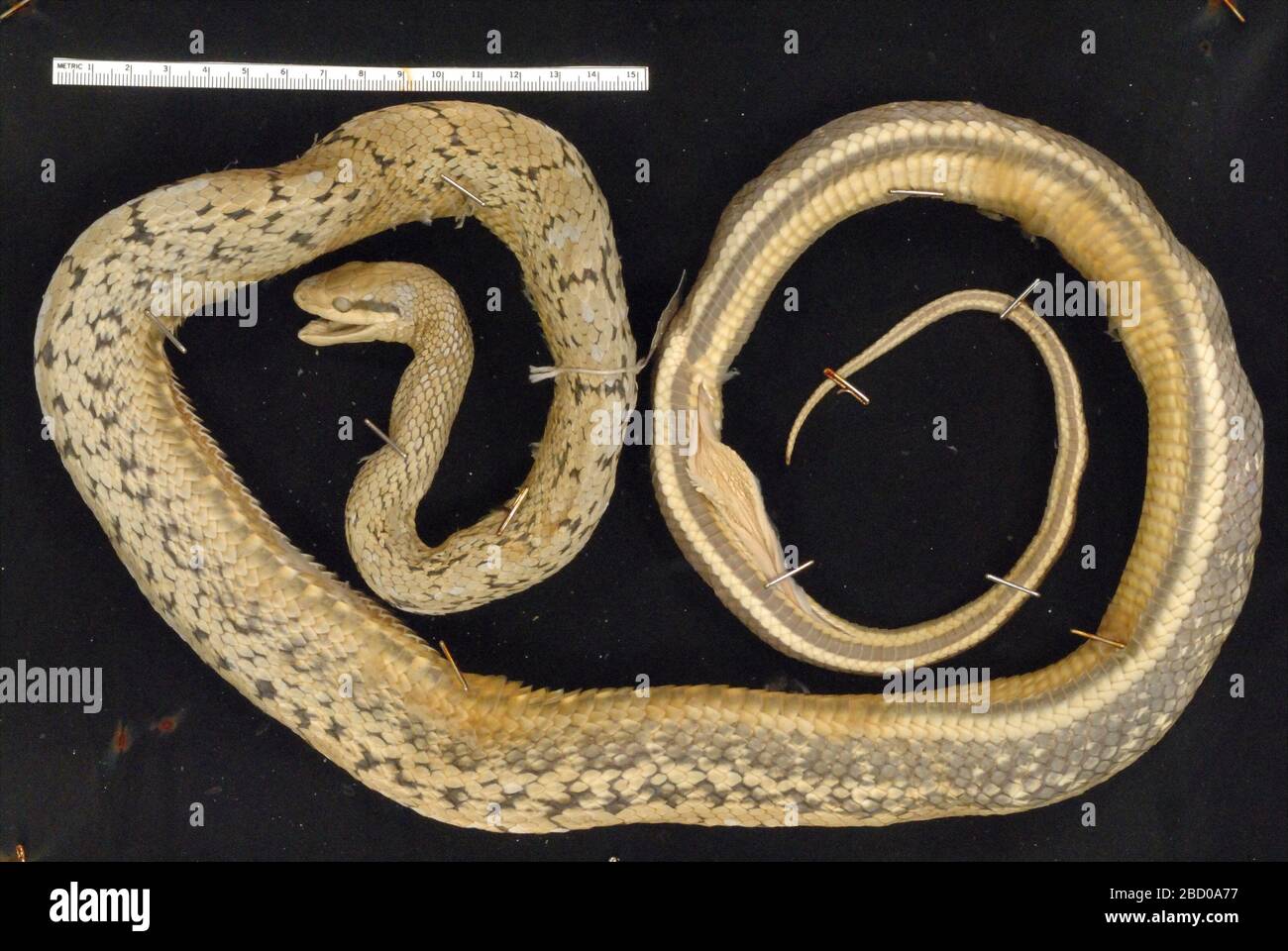 Elaphe taeniura. 2 Oct 20181 Elaphe taeniura Stock Photo - Alamy