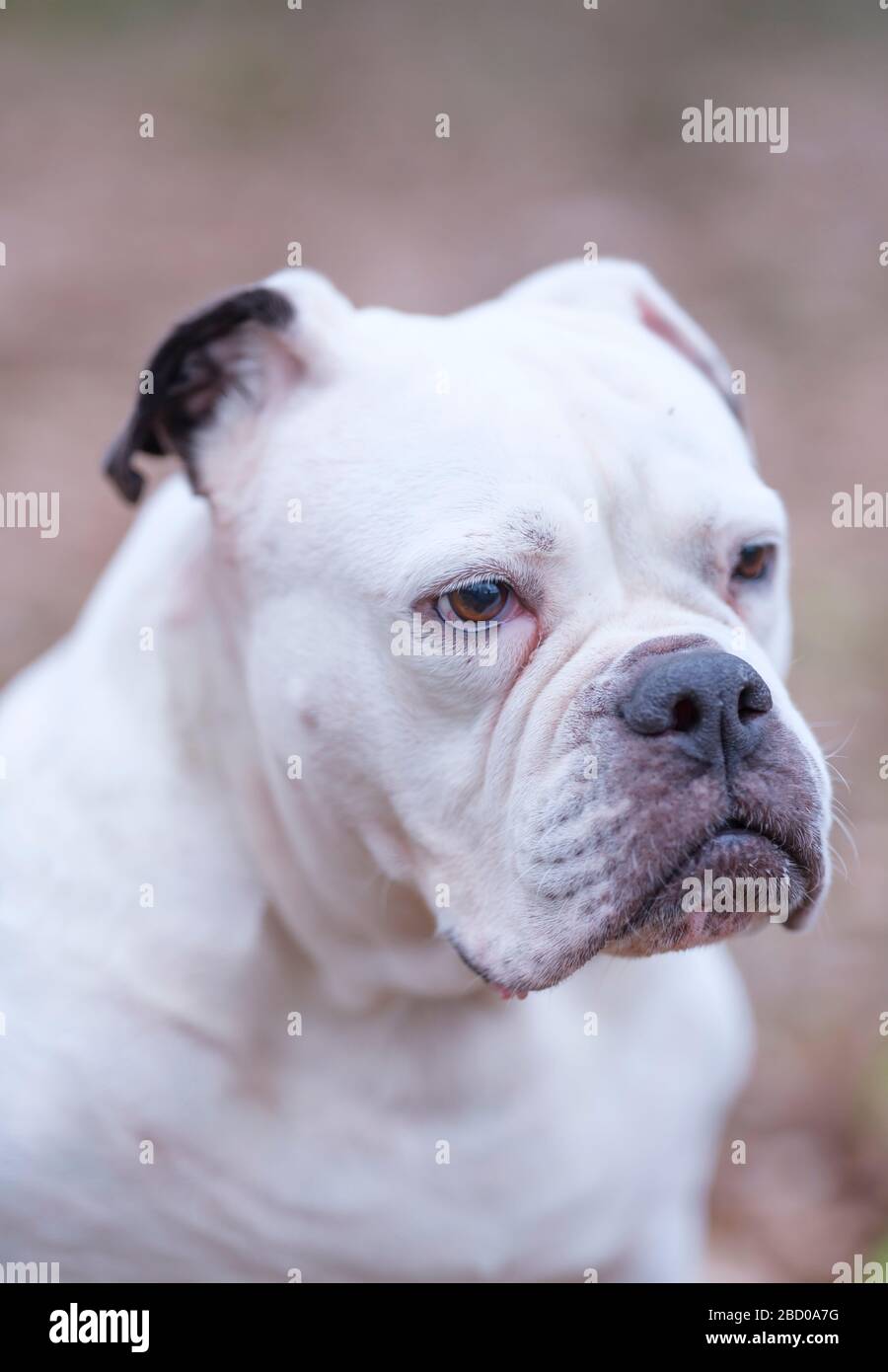 Dog overbite hi-res stock photography and images - Alamy