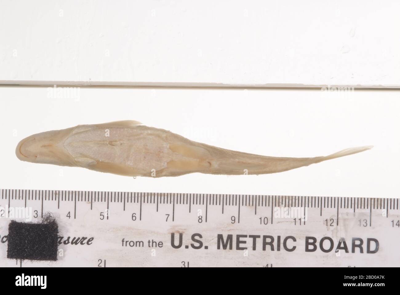 C 1746 hi-res stock photography and images - Alamy