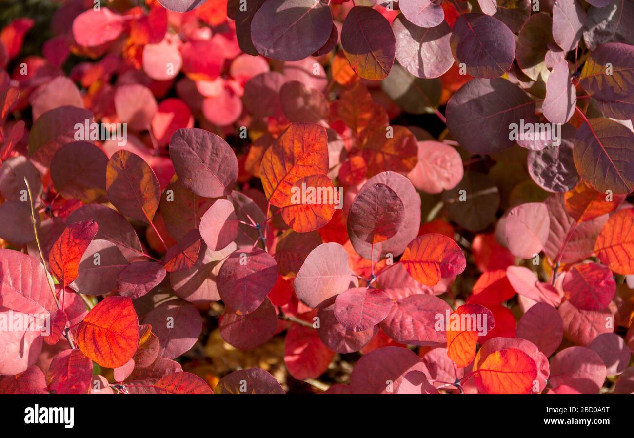 Sunny leaves closeup hi-res stock photography and images - Alamy