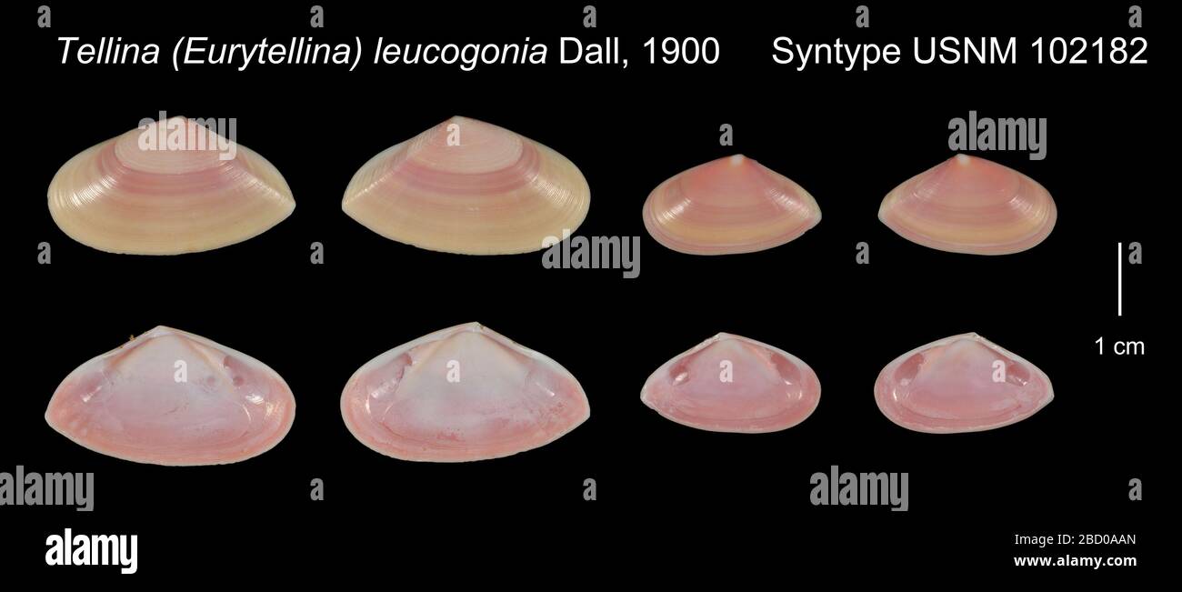 Tellina hi-res stock photography and images - Alamy