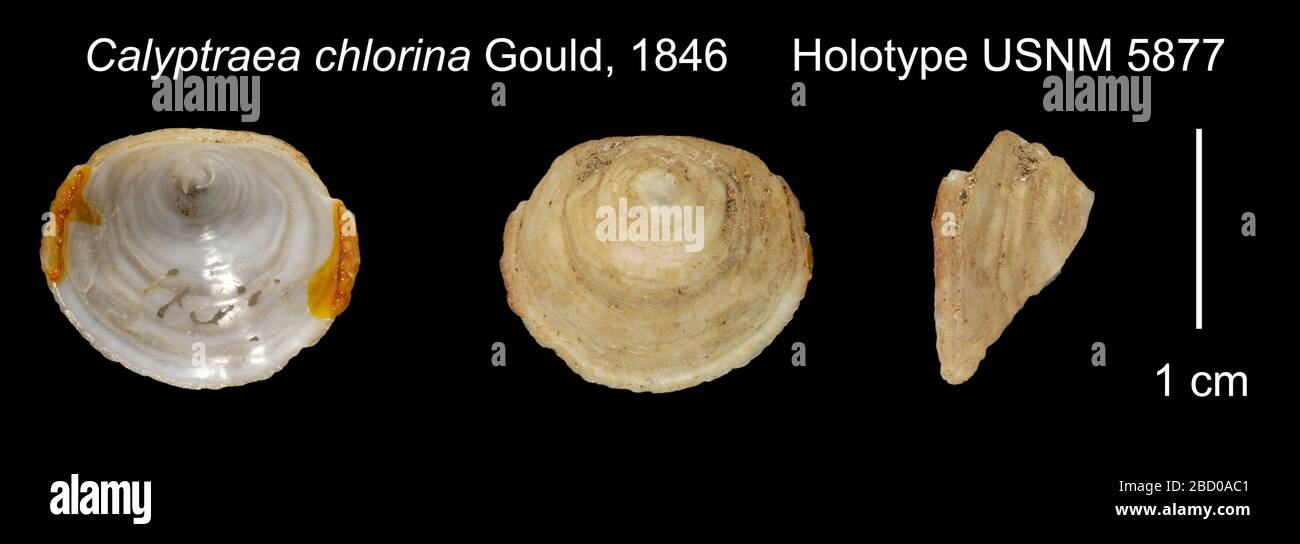 Calyptraea hi-res stock photography and images - Alamy