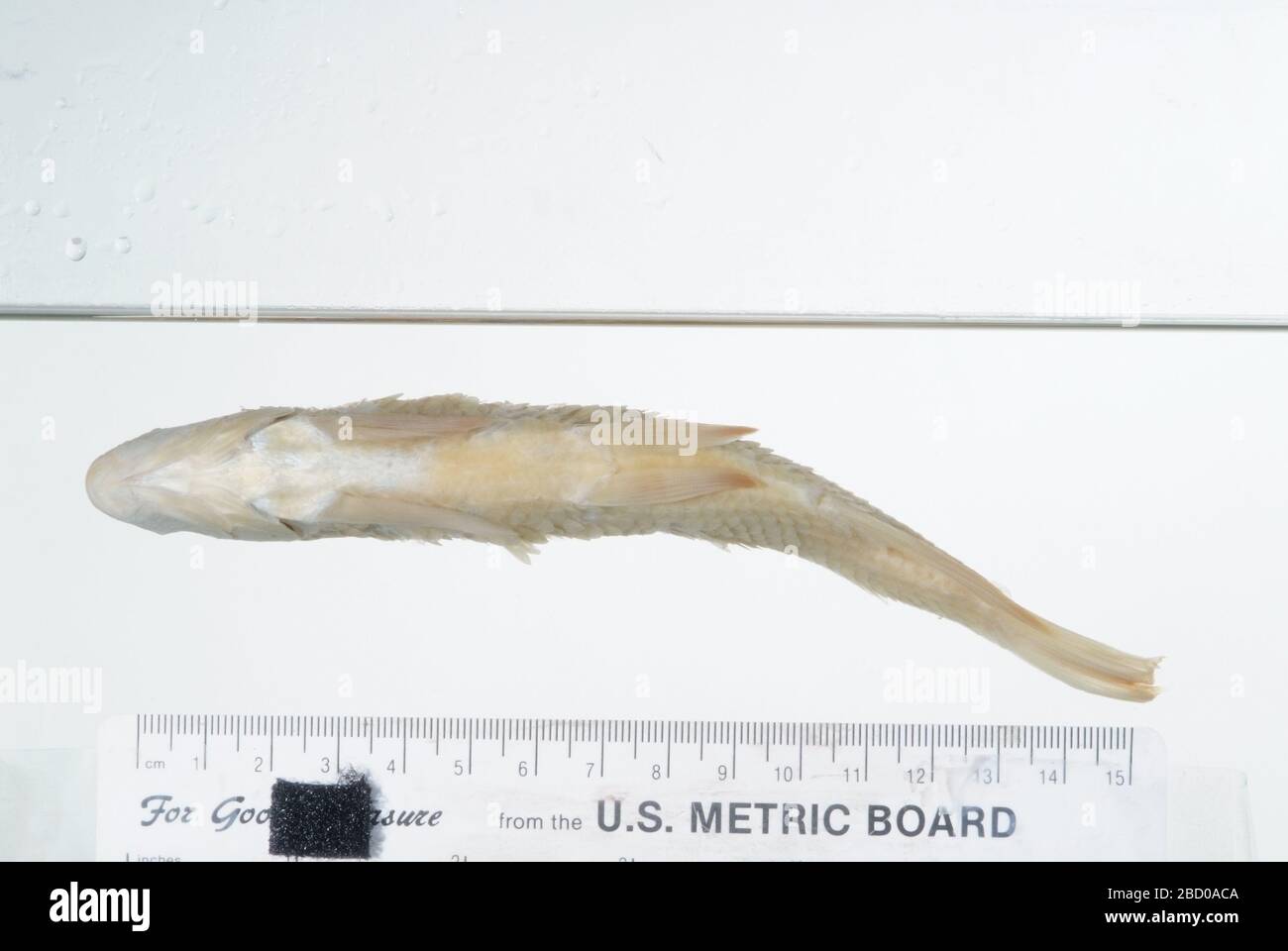 Moxostoma hi-res stock photography and images - Alamy