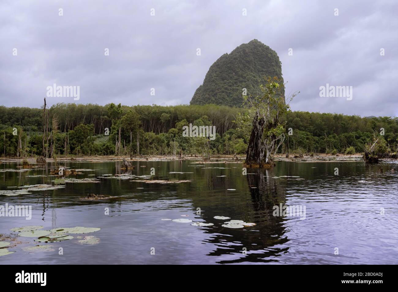 View of the bush in wetlands and reflection in the water Stock Photo ...