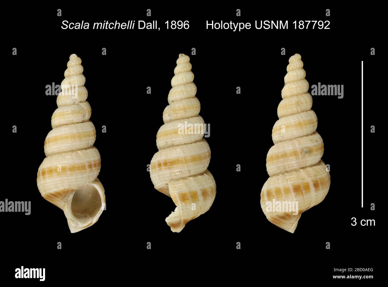 Mitchelli hi-res stock photography and images - Alamy