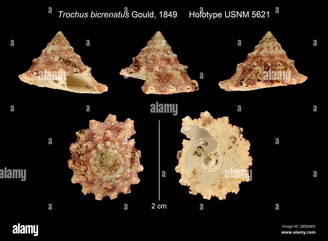 Trochus hi-res stock photography and images - Alamy