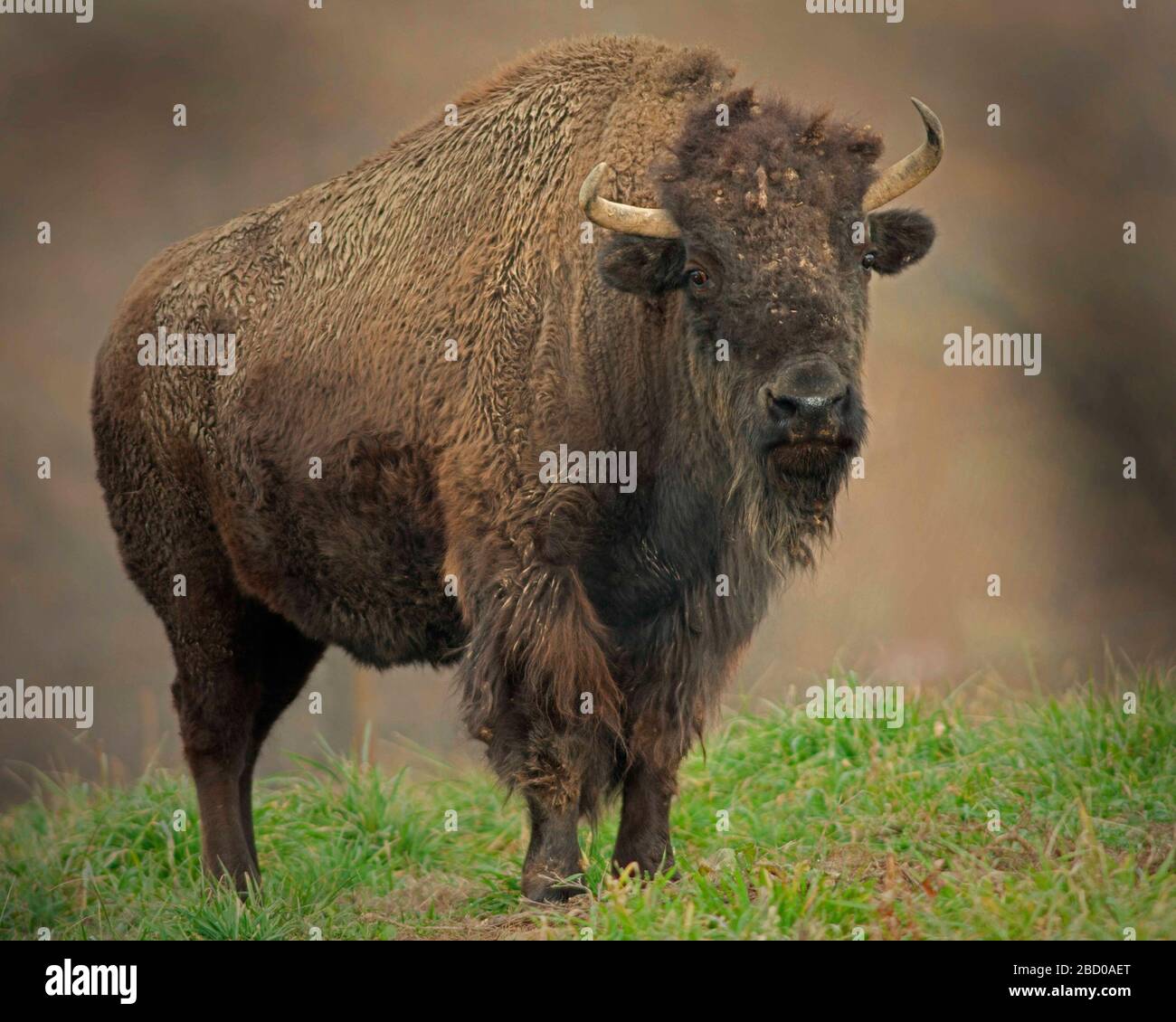 American Bison. Species: bison,Genus: Bison,Family: Bovidae,Order ...