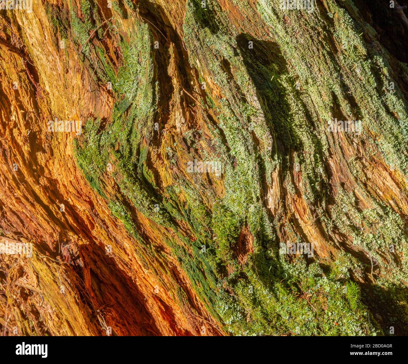 Brittle wood hi-res stock photography and images - Alamy