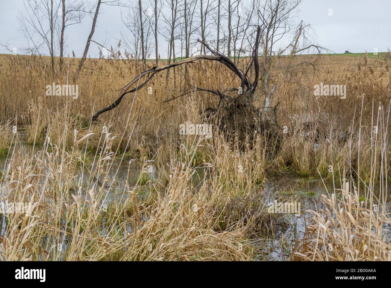 wetland scenery made by castors seen in Southern Germany Stock Photo ...