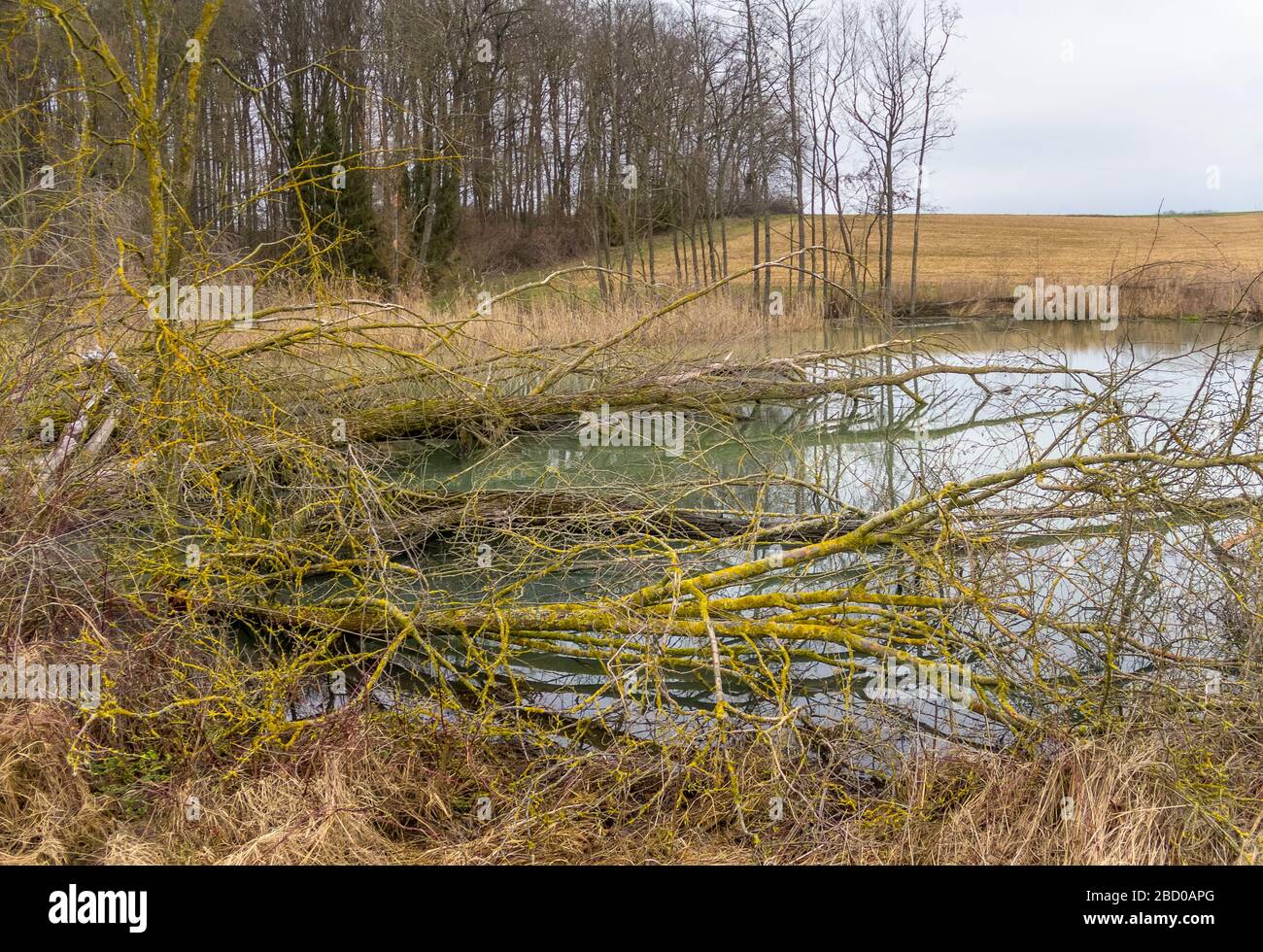 wetland scenery made by castors seen in Southern Germany Stock Photo ...