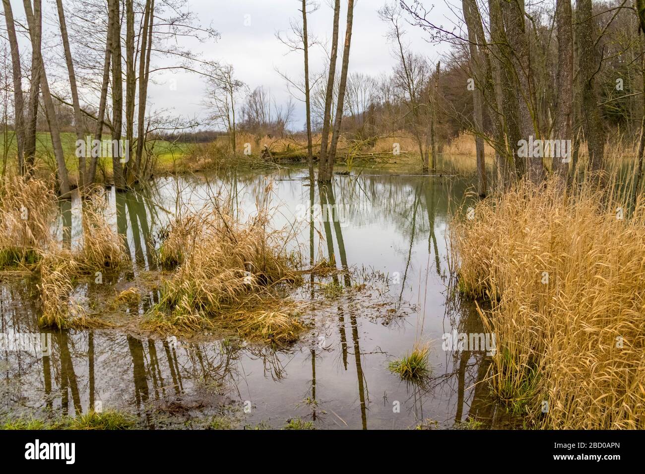 wetland scenery made by castors seen in Southern Germany Stock Photo ...