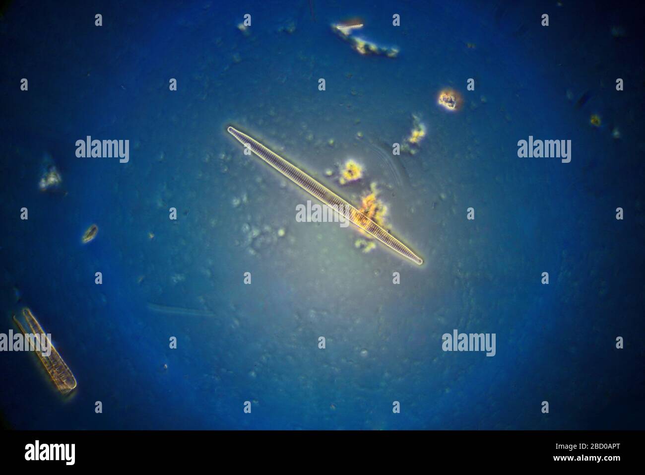 Synedra sp hi-res stock photography and images - Alamy