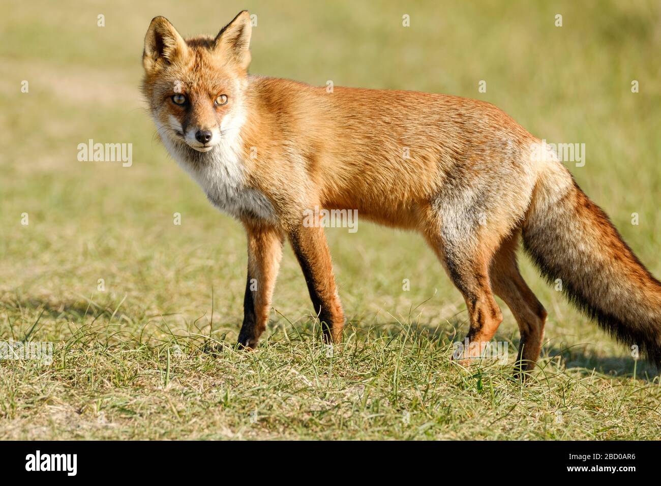 A magnificent wild Red Fox, the fox looks straight into the camera ...