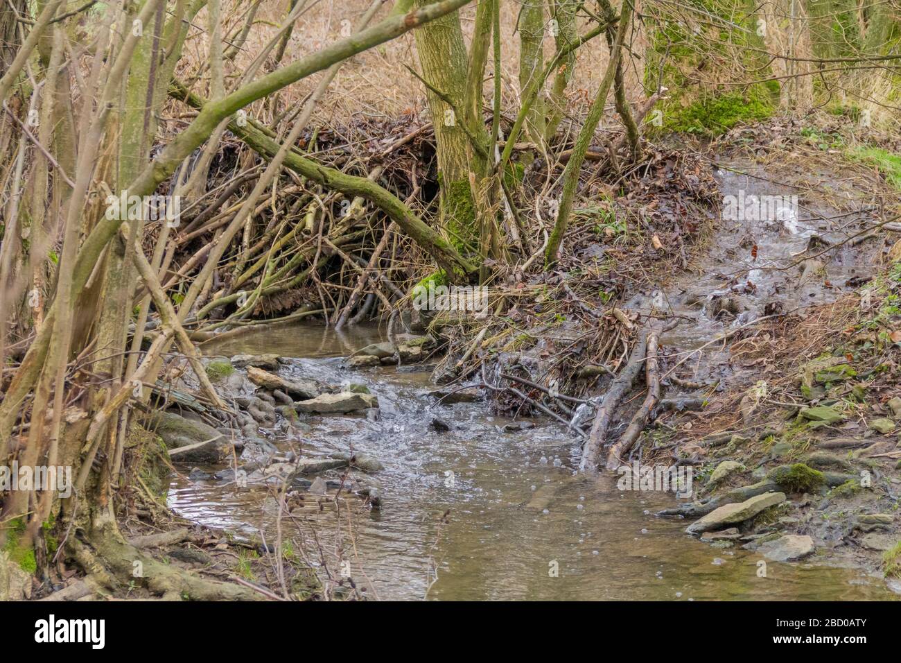 wetland scenery including a beaver dam made by castors seen in Southern ...