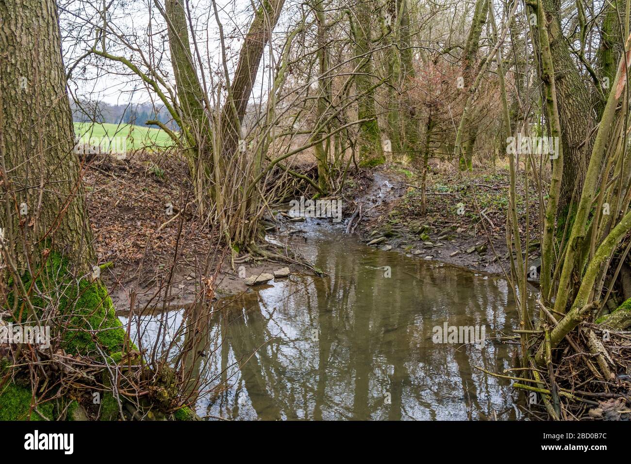 wetland scenery including a beaver dam made by castors seen in Southern ...