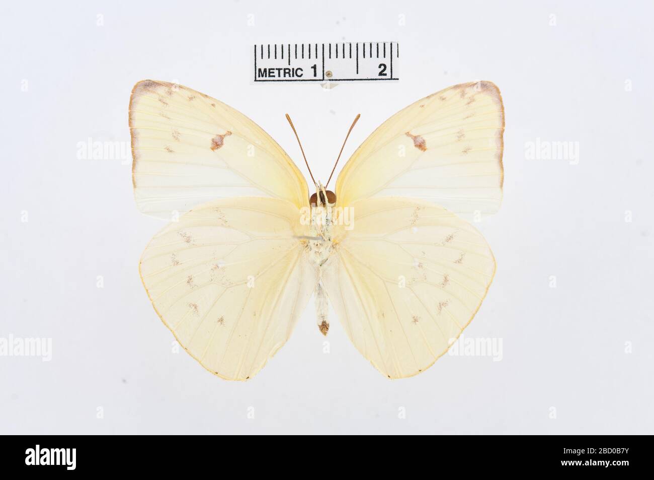 Statira hi-res stock photography and images - Alamy