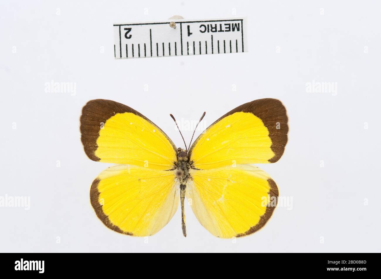 Nise hi-res stock photography and images - Alamy