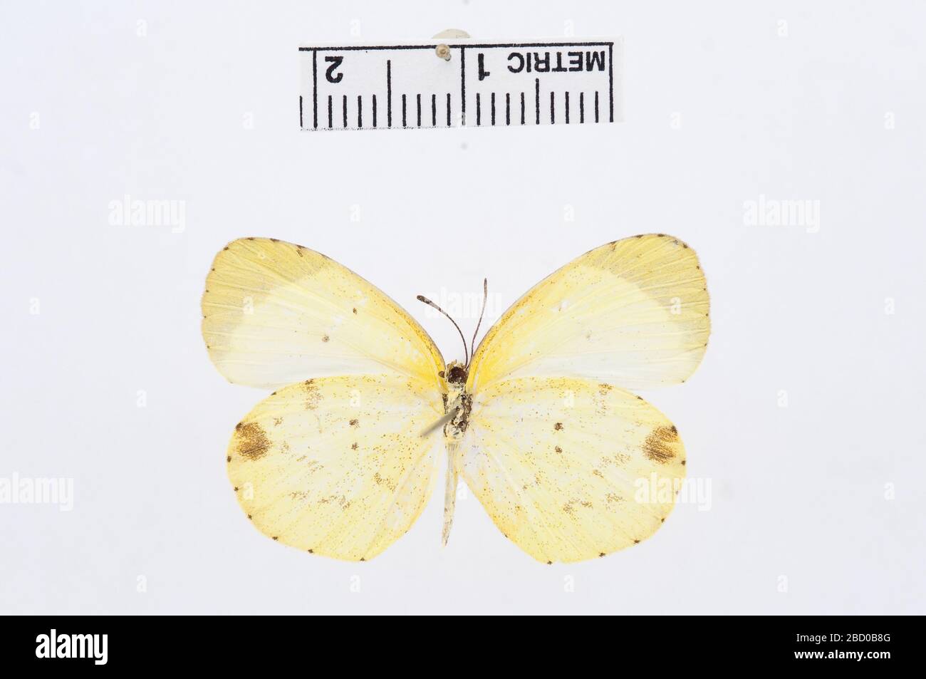 Nise hi-res stock photography and images - Alamy