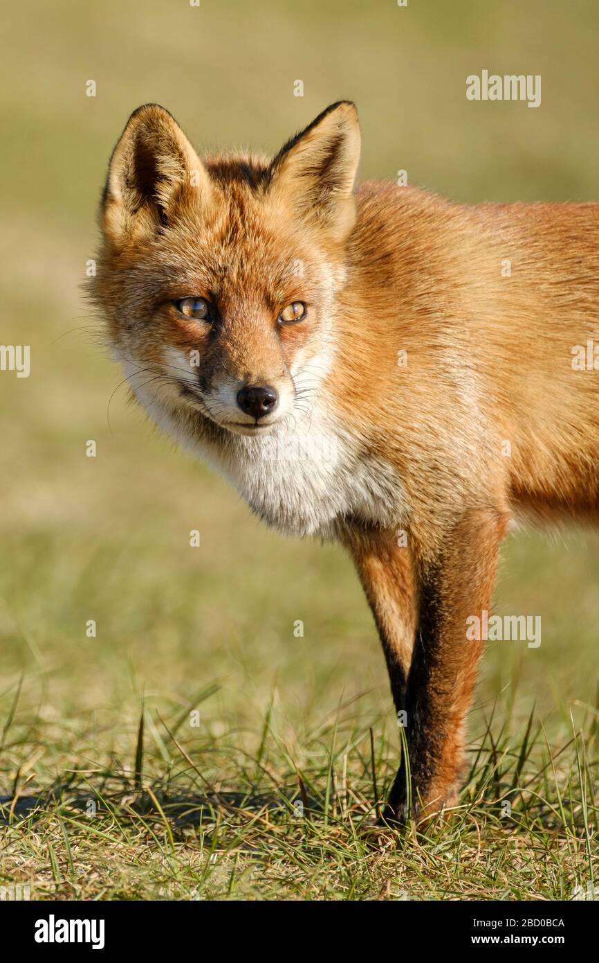 A magnificent wild Red Fox, the fox looks straight into the camera ...