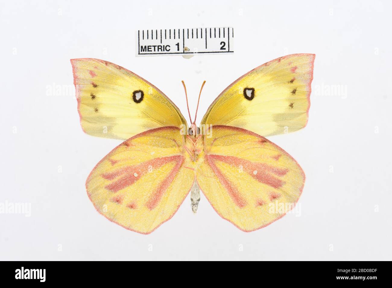 Zerene hi-res stock photography and images - Alamy