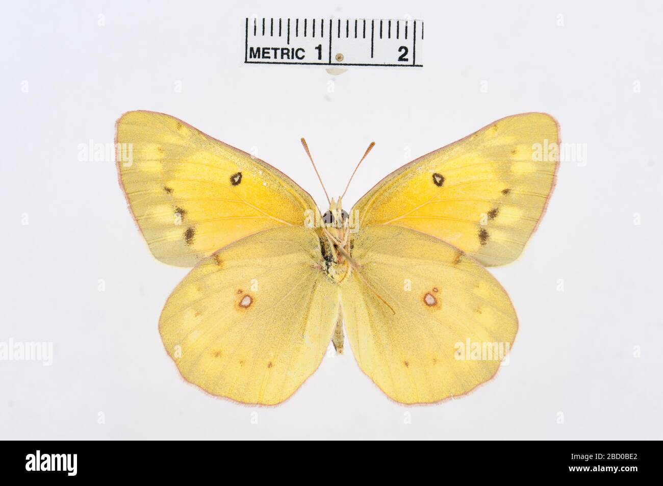 Colias eurytheme. 14 Jul 20161 Colias eurytheme Stock Photo - Alamy