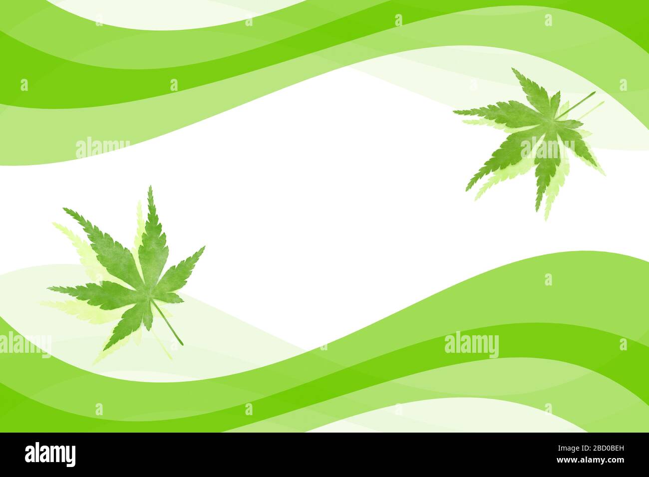 Japanese fresh green maple leaf abstract on natural green water wave ...