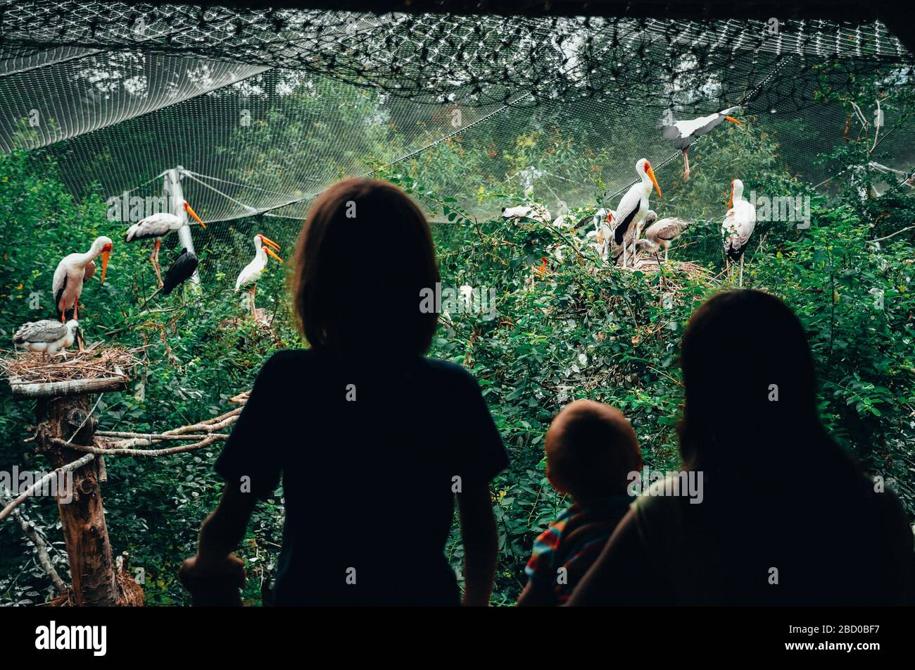 Children in Zoo watching birds Stock Photo - Alamy