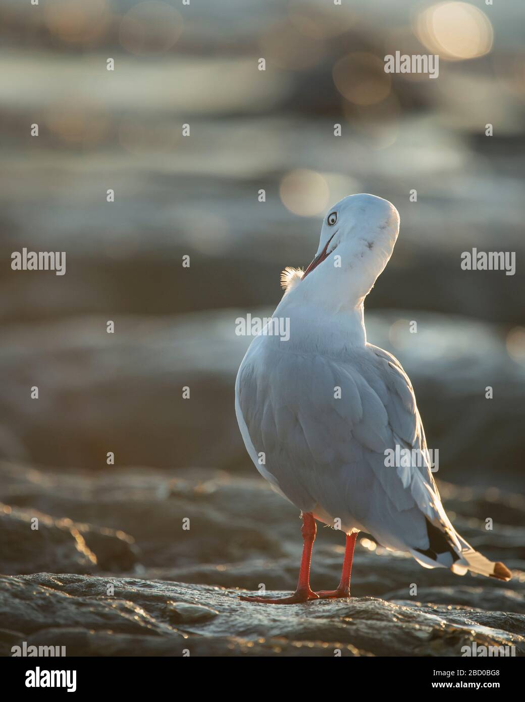 Backlit white feathers hi-res stock photography and images - Alamy