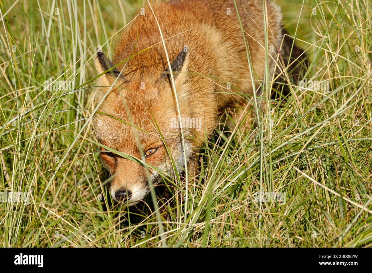 A magnificent wild Red Fox, hunting for food to eat in the long grass ...