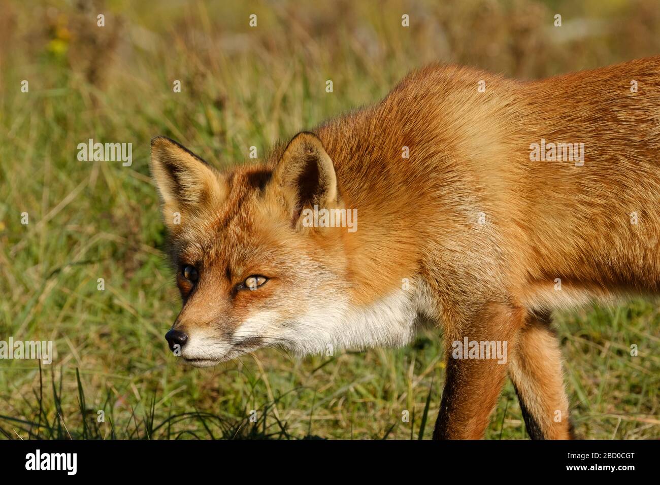 A magnificent wild Red Fox, hunting for food to eat in the long grass ...