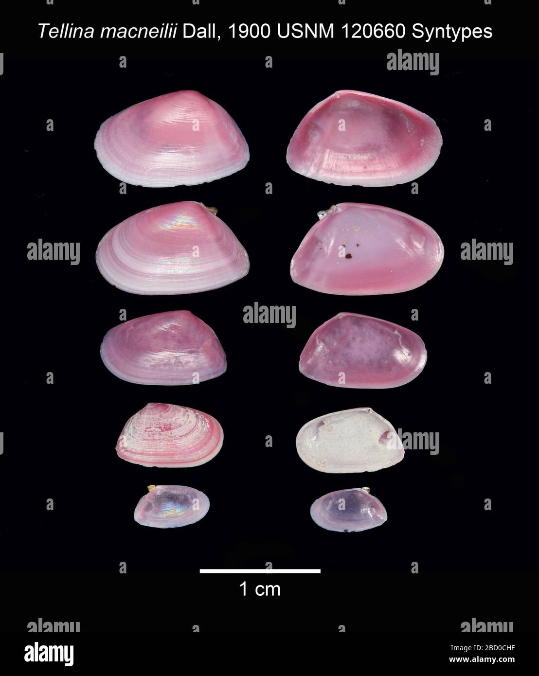 Tellina Angulus macneilii. 20 Jan 20166 Tellina Angulus macneilii Stock ...