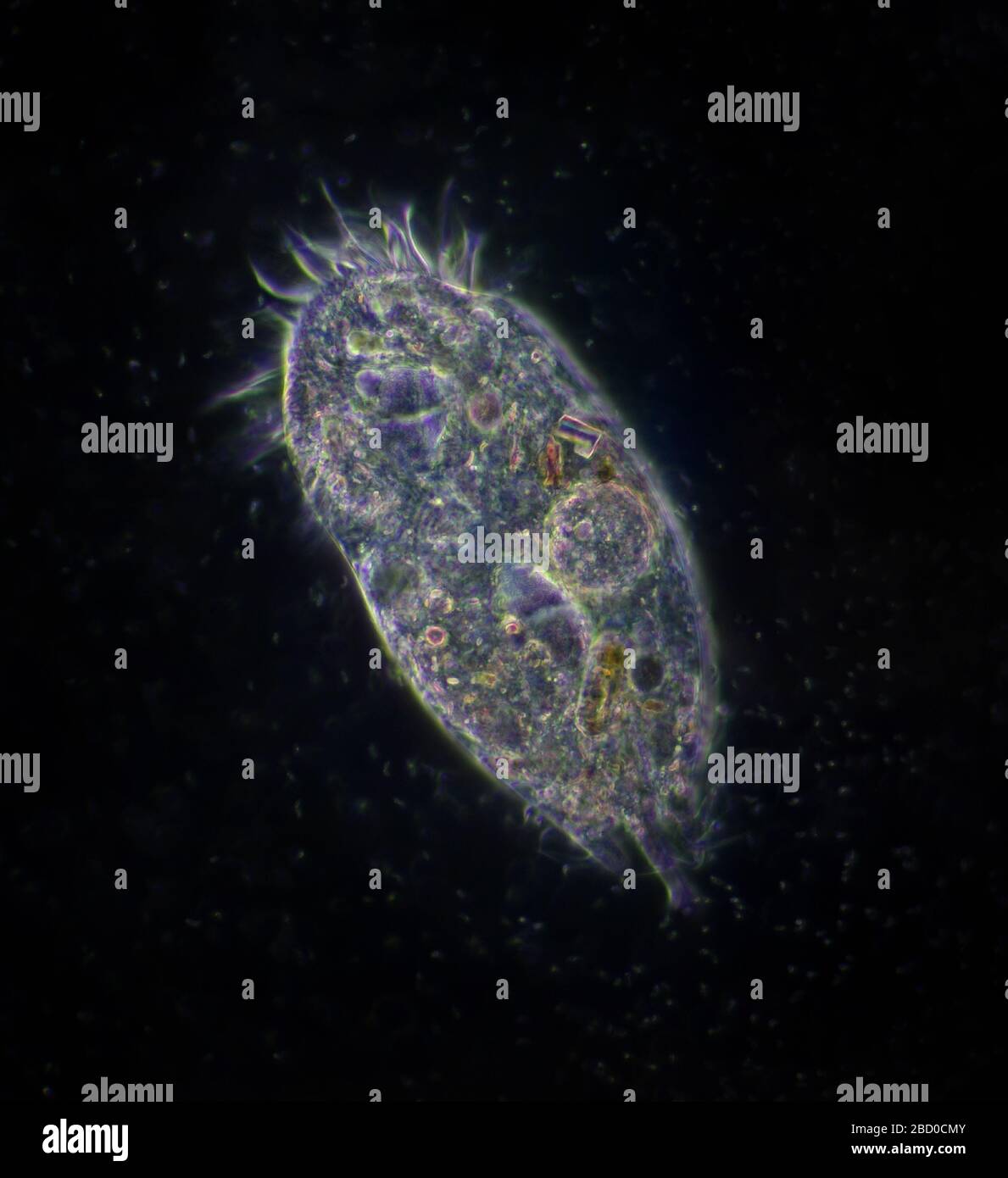 Freshwater protozoa hi-res stock photography and images - Alamy