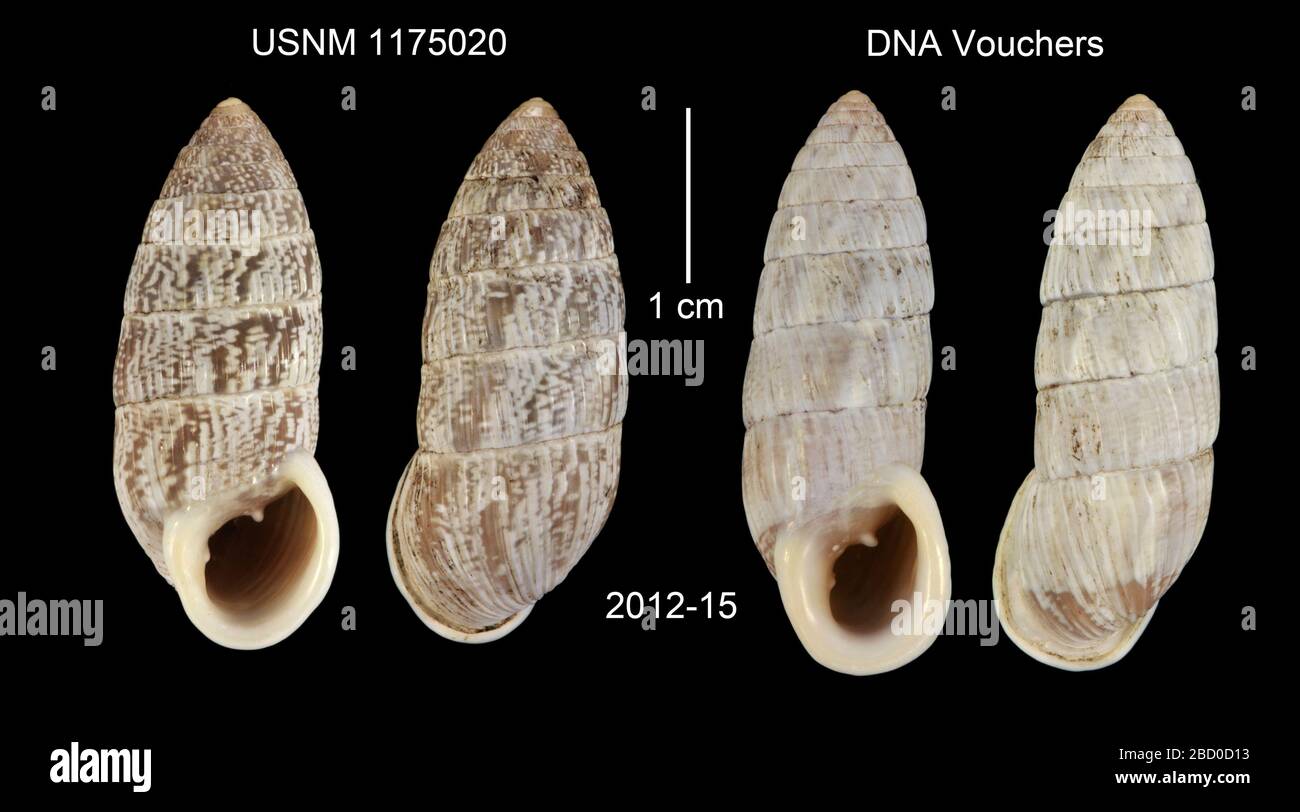 Cerion Paracerion tridentatum costellata. 18 Jan 20131525 Cerion ...