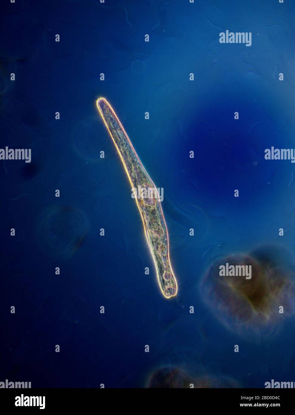 Spirostomum free-living ciliate protists Stock Photo - Alamy