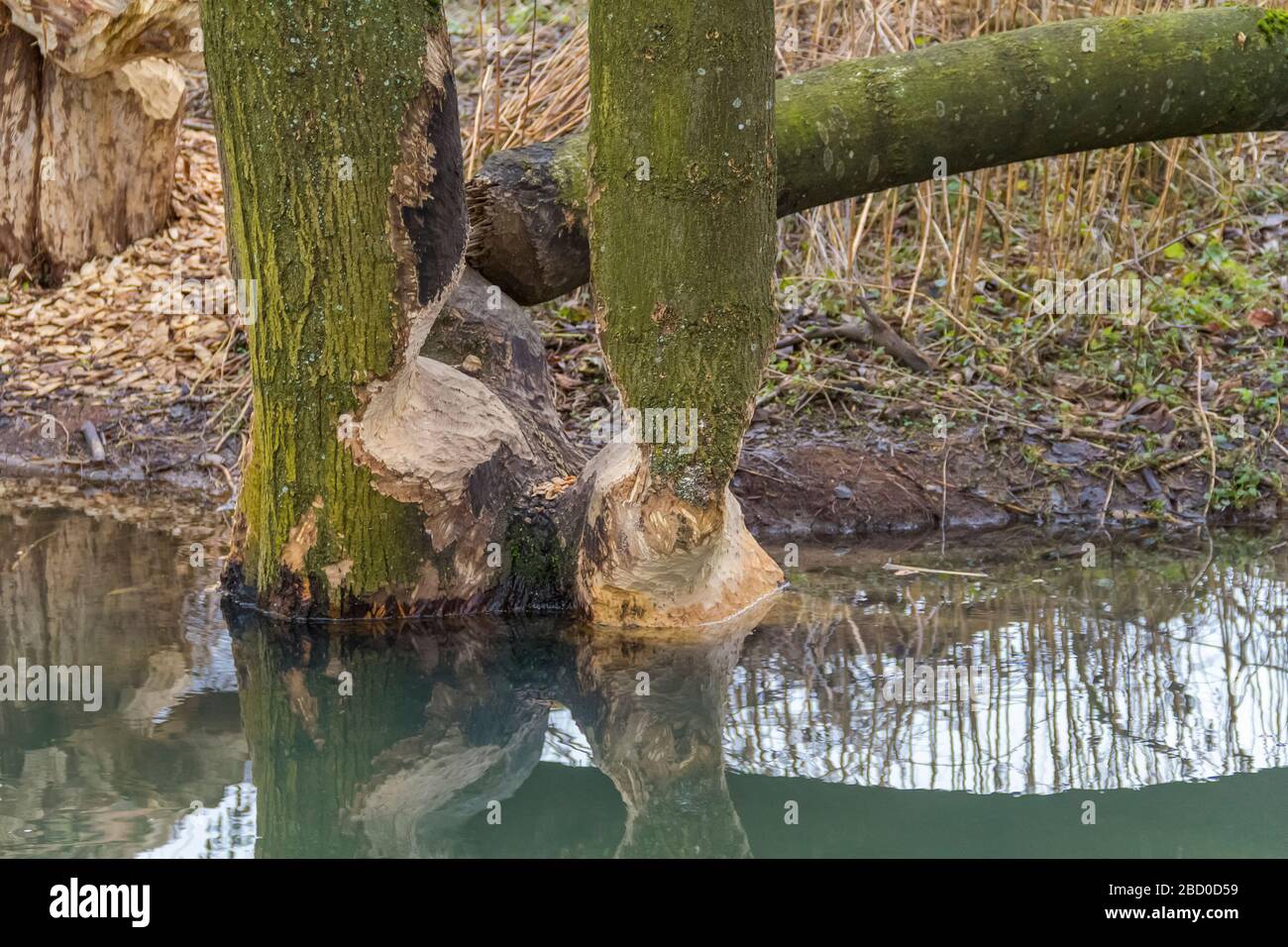 Gnawed off tree hi-res stock photography and images - Alamy