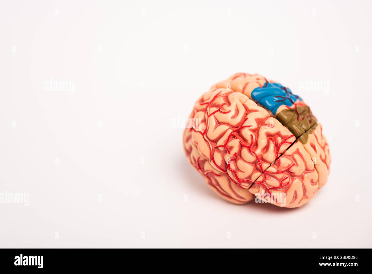 Brain model with colored parts on white background Stock Photo - Alamy
