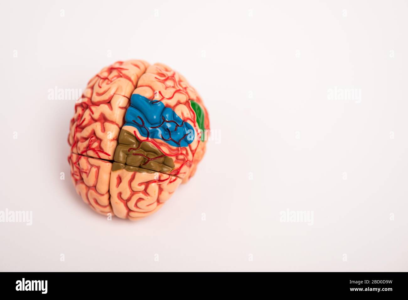High angle view of colored parts on brain model on white background ...