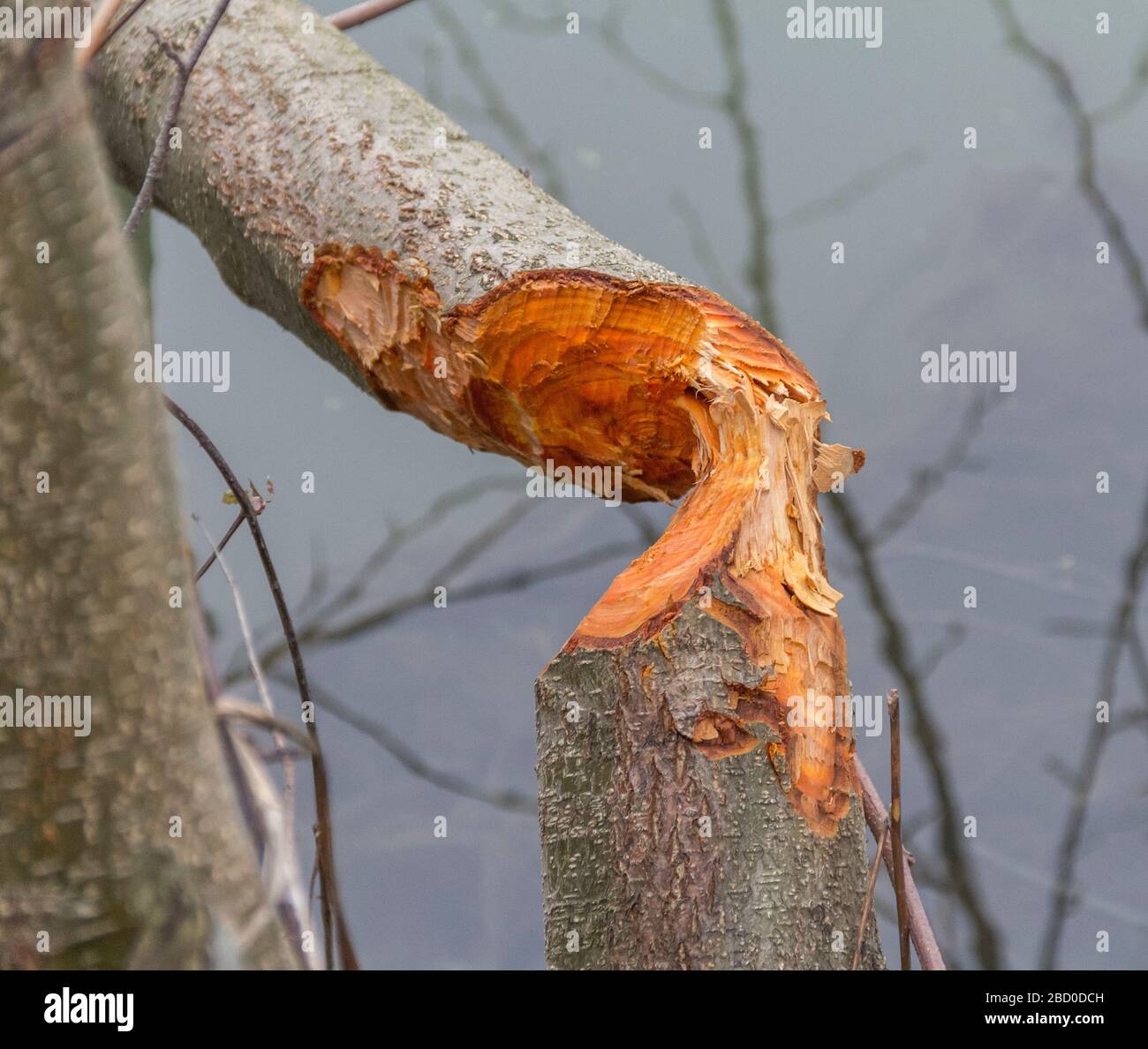 Gnawed off tree hi-res stock photography and images - Alamy
