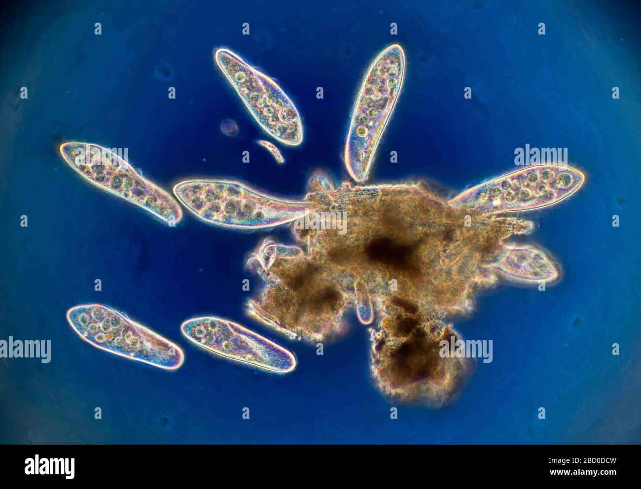Paramecium hi-res stock photography and images - Alamy