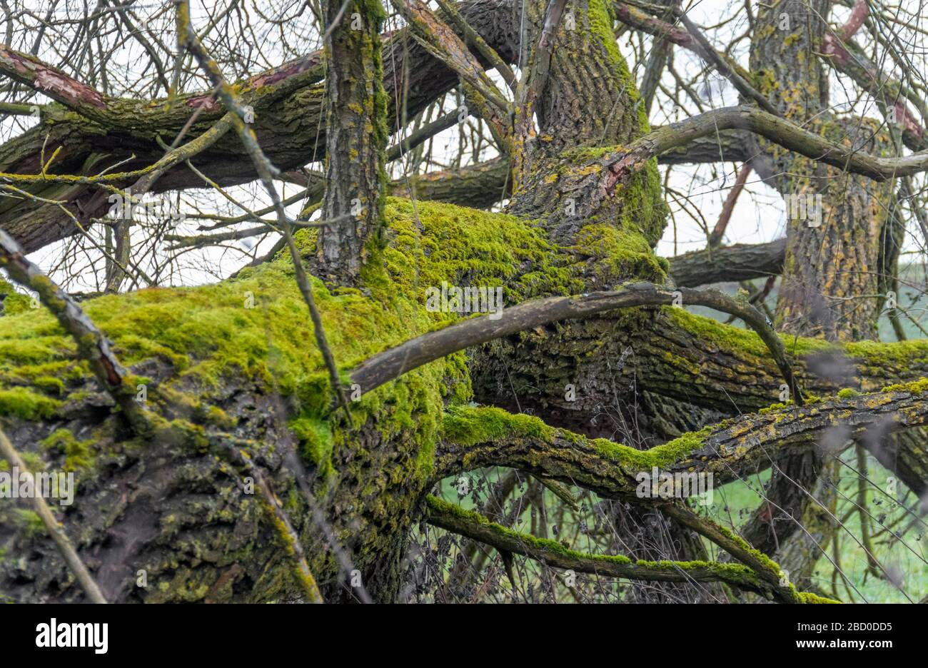 old tree with lots of boughs and branches at winter time seen in ...