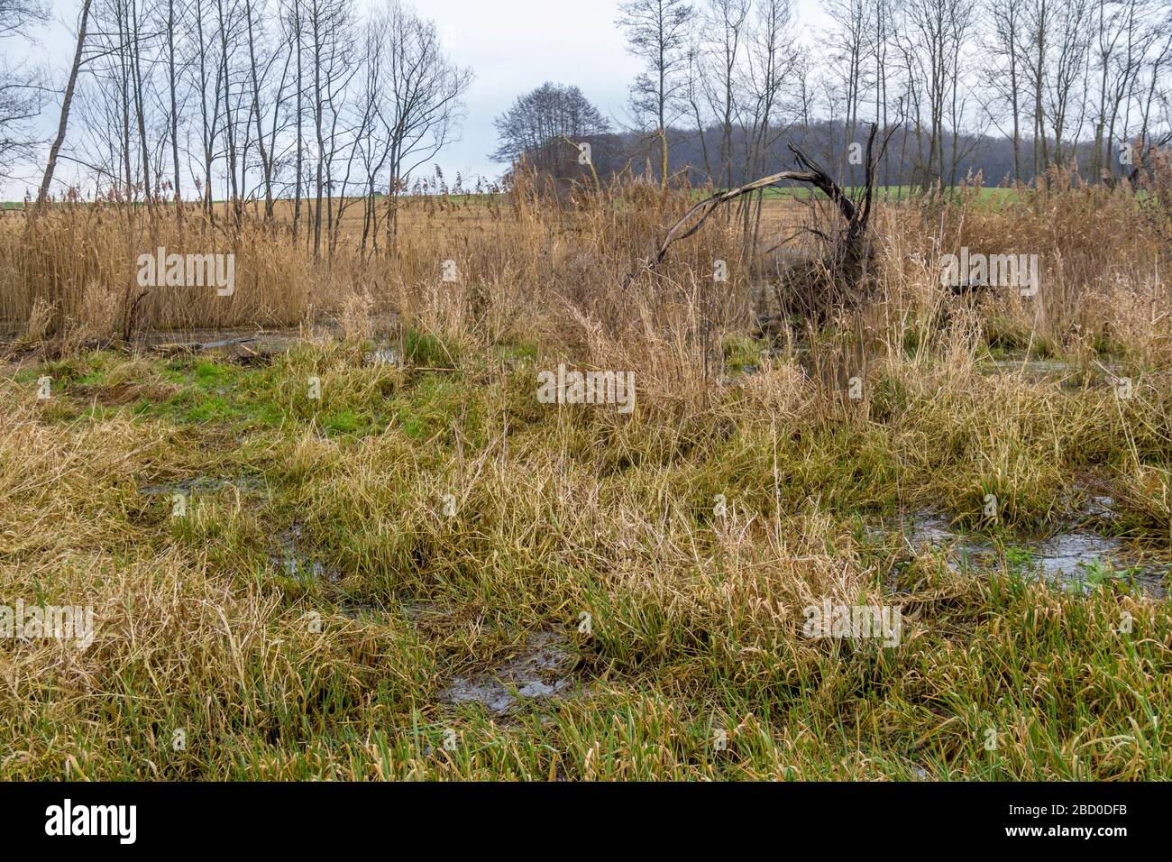 Wetland habitat germany hi-res stock photography and images - Alamy