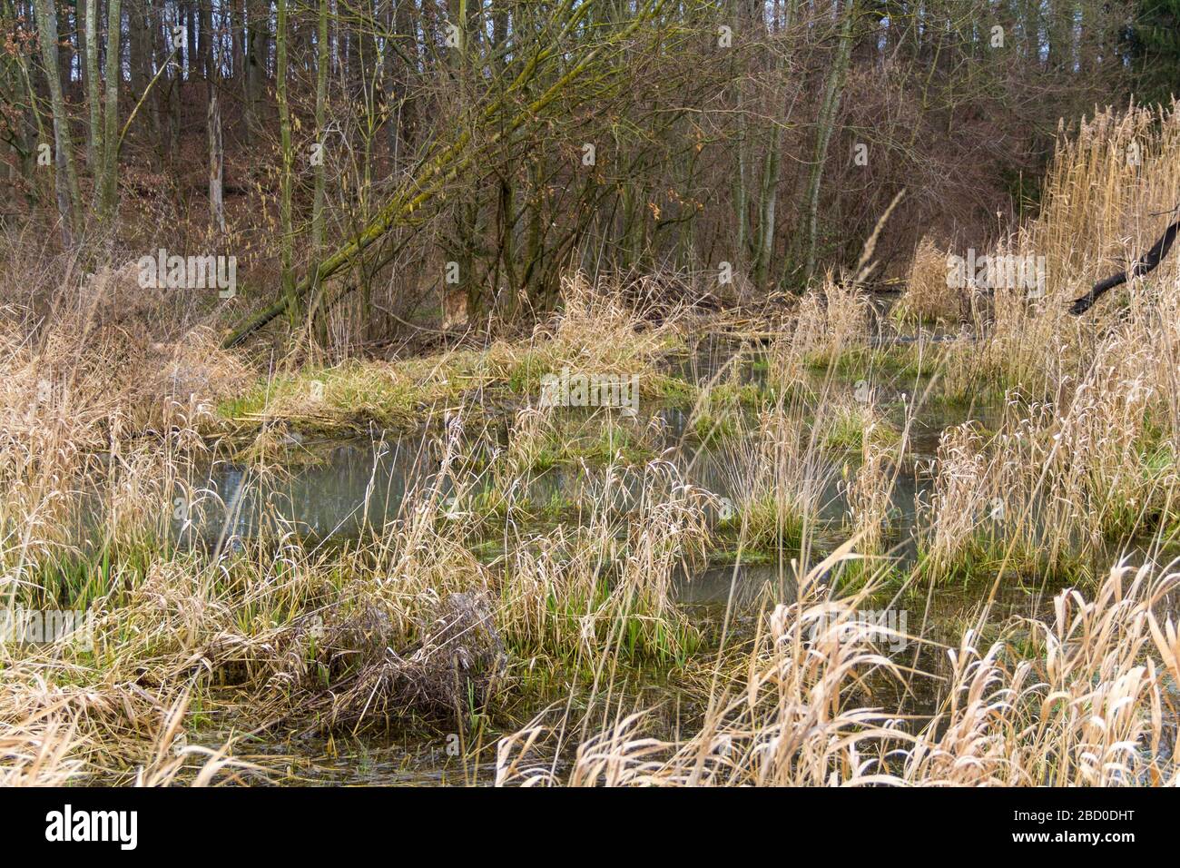 Wetland habitat germany hi-res stock photography and images - Alamy