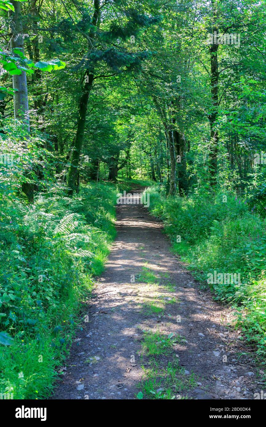 sunlit tree lined woodland path Stock Photo - Alamy