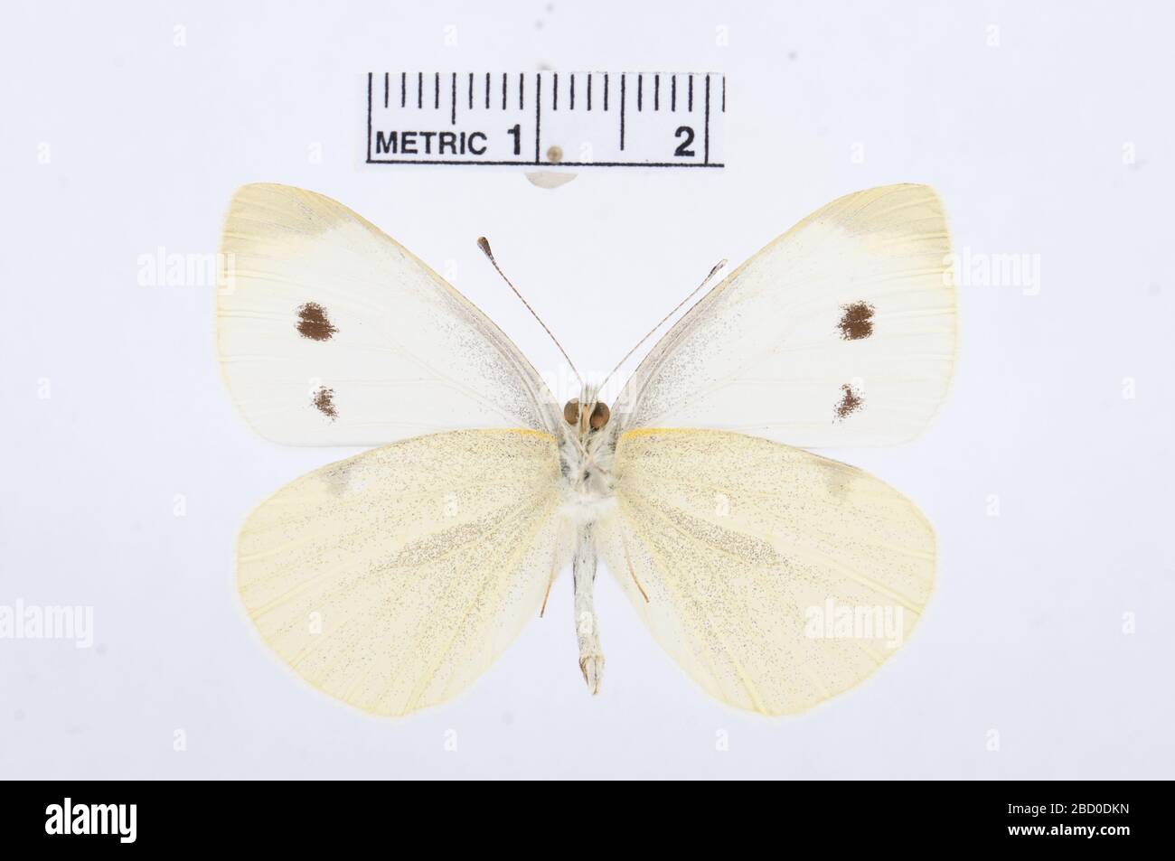 Pieris rapae. 14 Jul 20161 Pieris rapae Stock Photo - Alamy