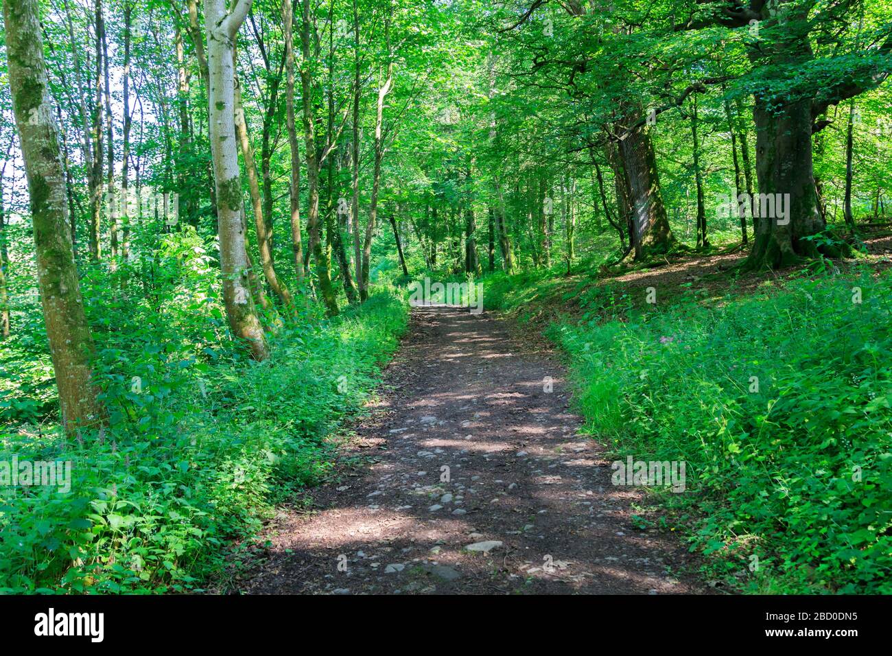 sunlit tree lined woodland path Stock Photo - Alamy