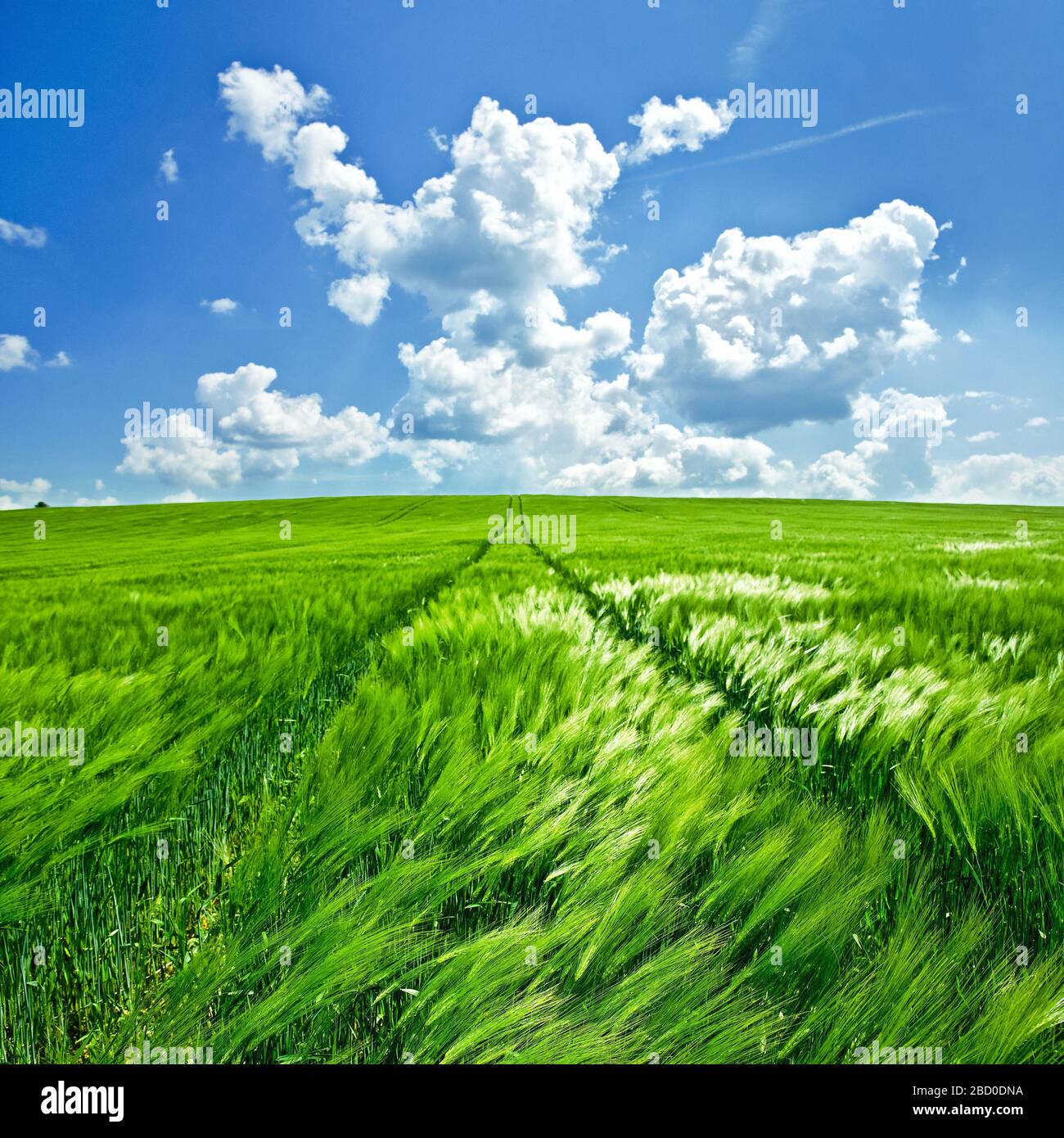 Beautiful green rye hi-res stock photography and images - Alamy