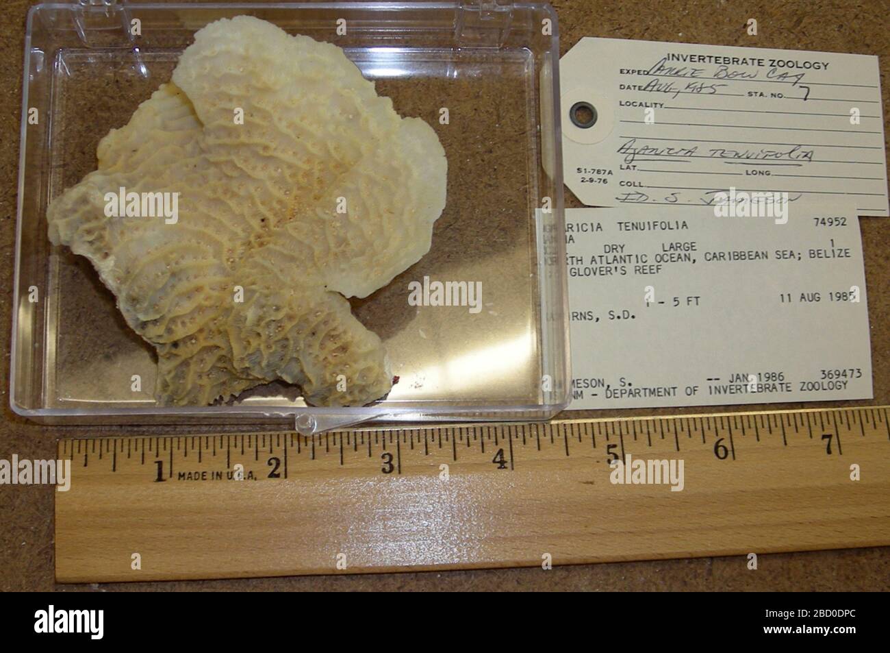 Undaria tenuifolia. 29 Mar 20171 Undaria tenuifolia Stock Photo - Alamy