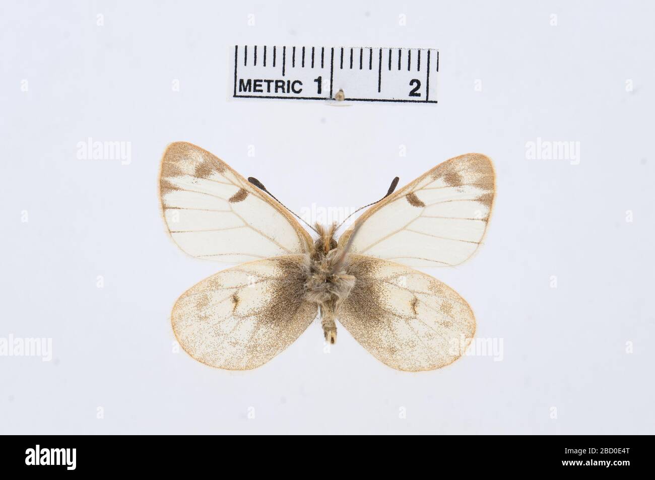 Baltia shawii hi-res stock photography and images - Alamy