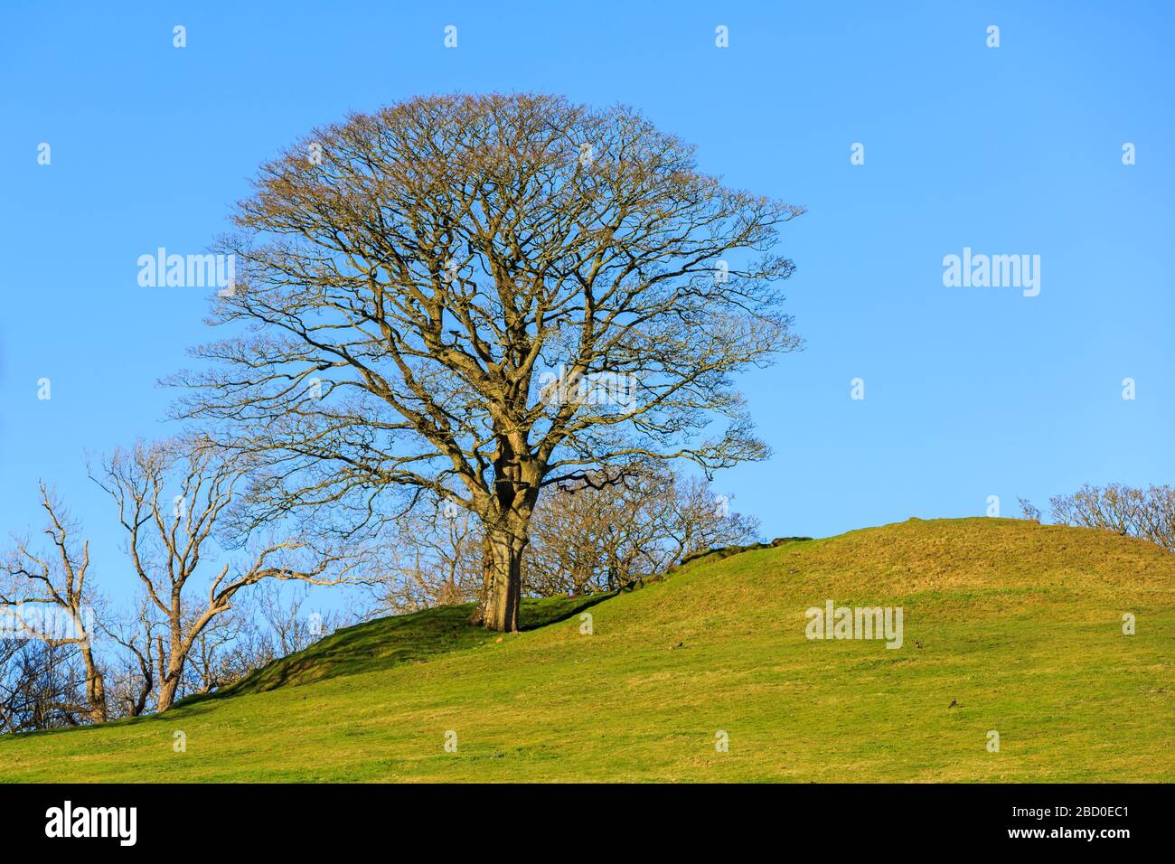 Sycamore tree winter hi-res stock photography and images - Alamy