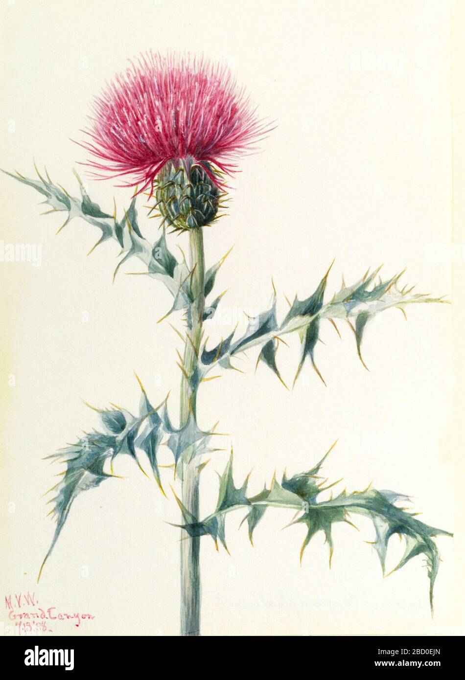 Cirsium arizonica hi-res stock photography and images - Alamy